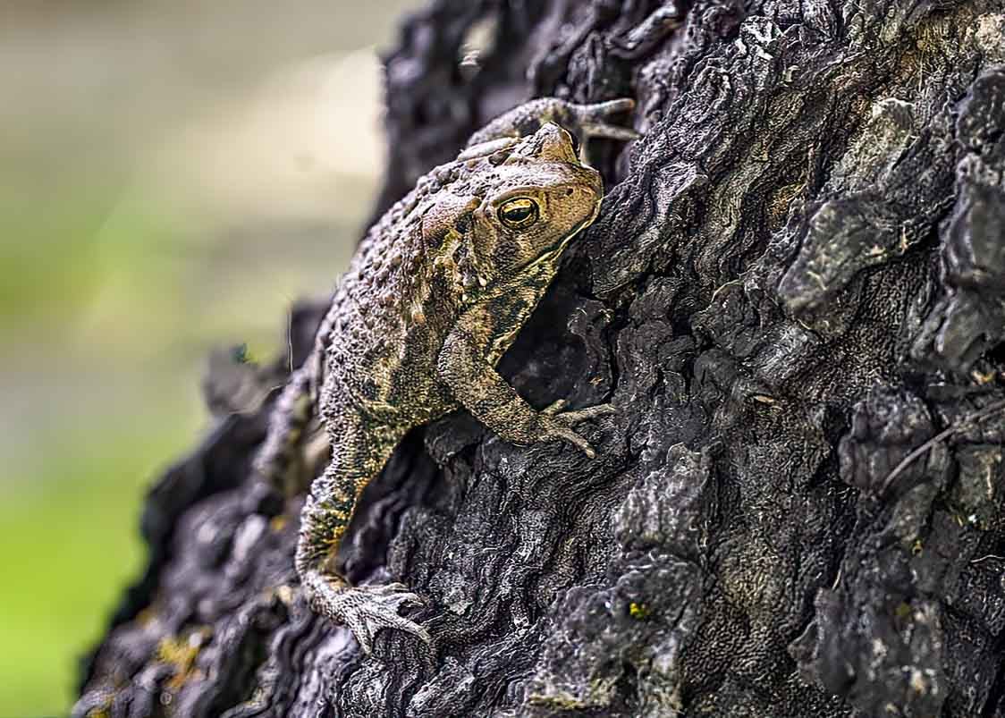 SAVE THE FROGS! - Amphibian Conservation Organization