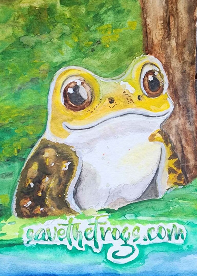 Winners Of The 2023 SAVE THE FROGS! Art Contest