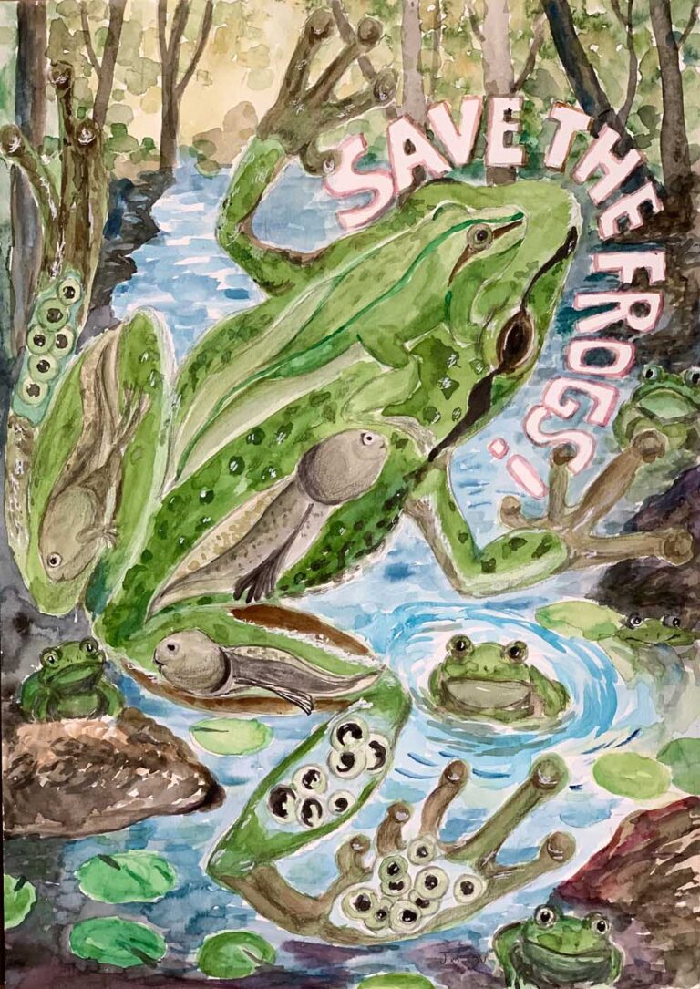 Winners Of The 2024 SAVE THE FROGS! Art Contest