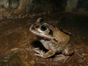 SAVE THE FROGS! Zambia Ecotour - Frogwatching In Africa