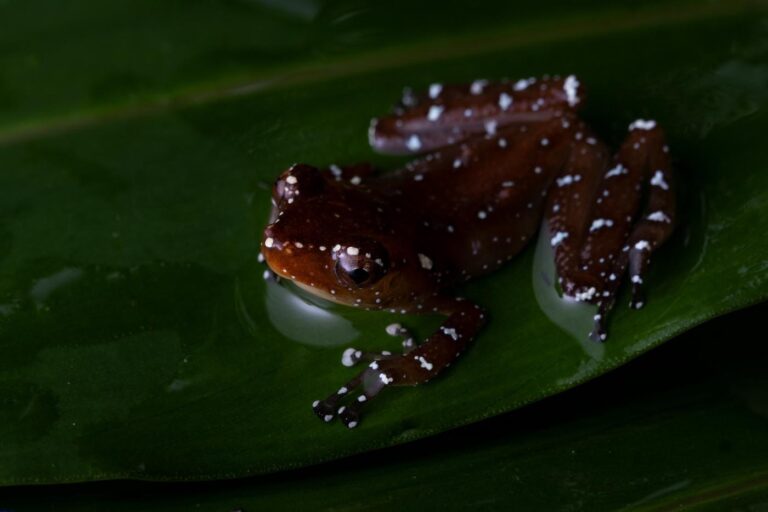 SAVE THE FROGS! Peninsular Malaysia Ecotour - Frogwatching