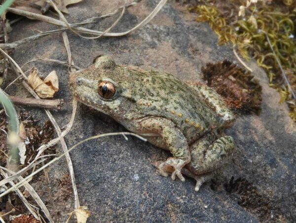 Amphibians - Learn About Frogs, Salamanders And Caecilians