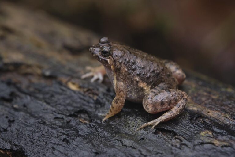 SAVE THE FROGS! Peninsular Malaysia Ecotour - Frogwatching