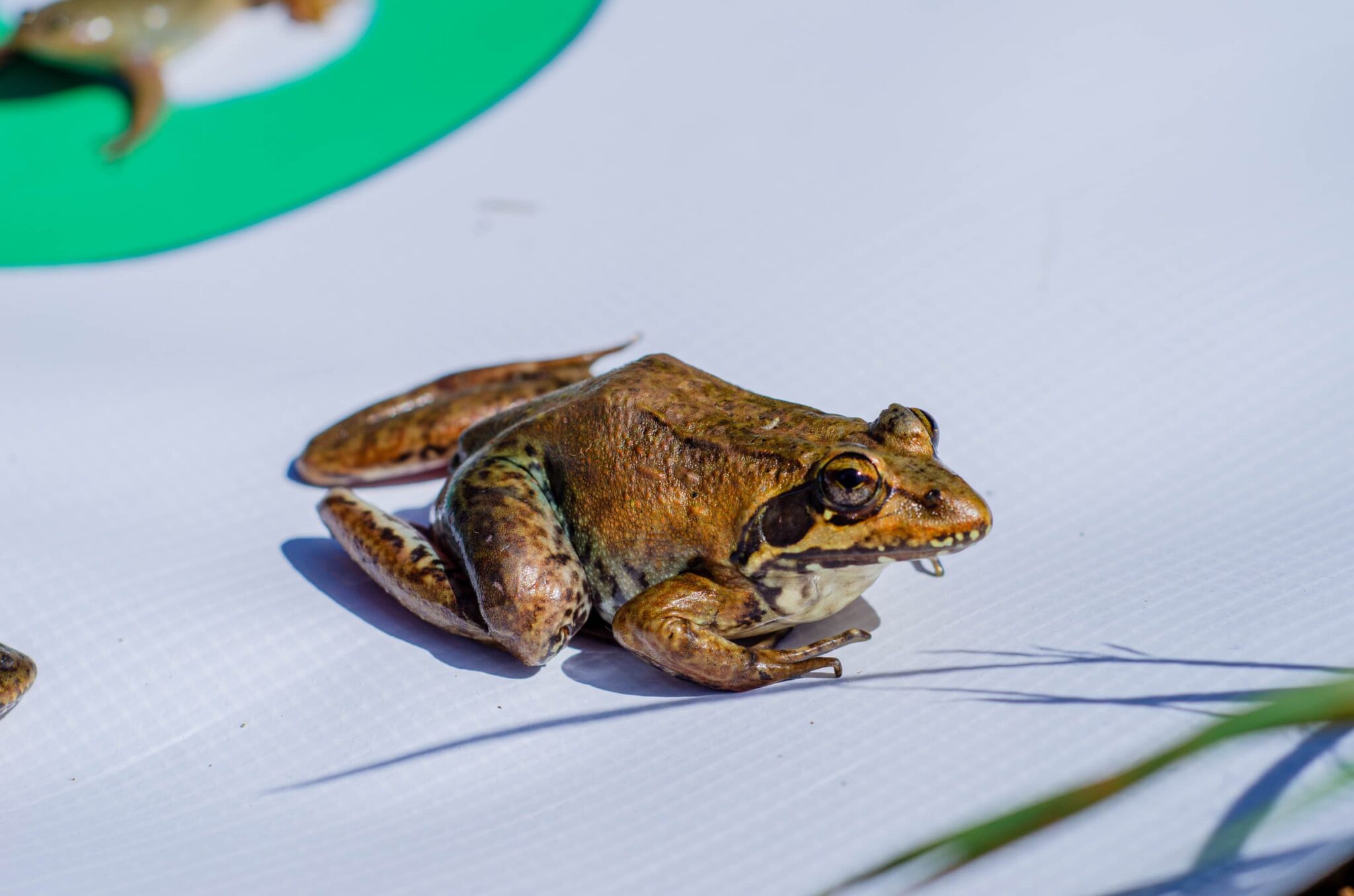 Save The Frogs Day 2025 In Congo DRC | Amphibian Education
