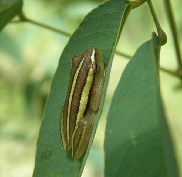 SAVE THE FROGS! Zambia Ecotour - Frogwatching In Africa