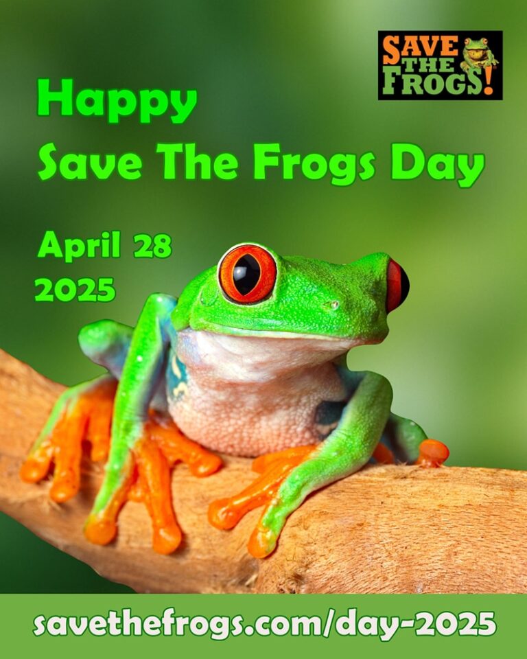 How To Spread The Word About Save The Frogs Day