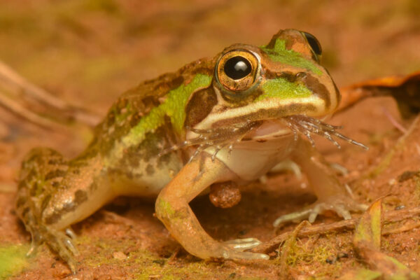 American Bullfrogs: Fascinating Amphibians | Ecology