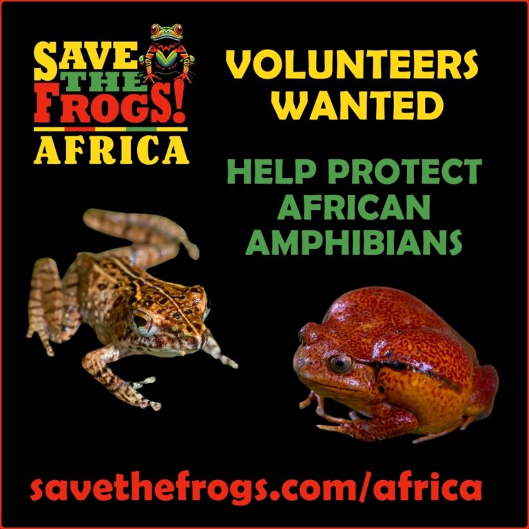 SAVE THE FROGS! Africa - Protecting Africa's Amphibians