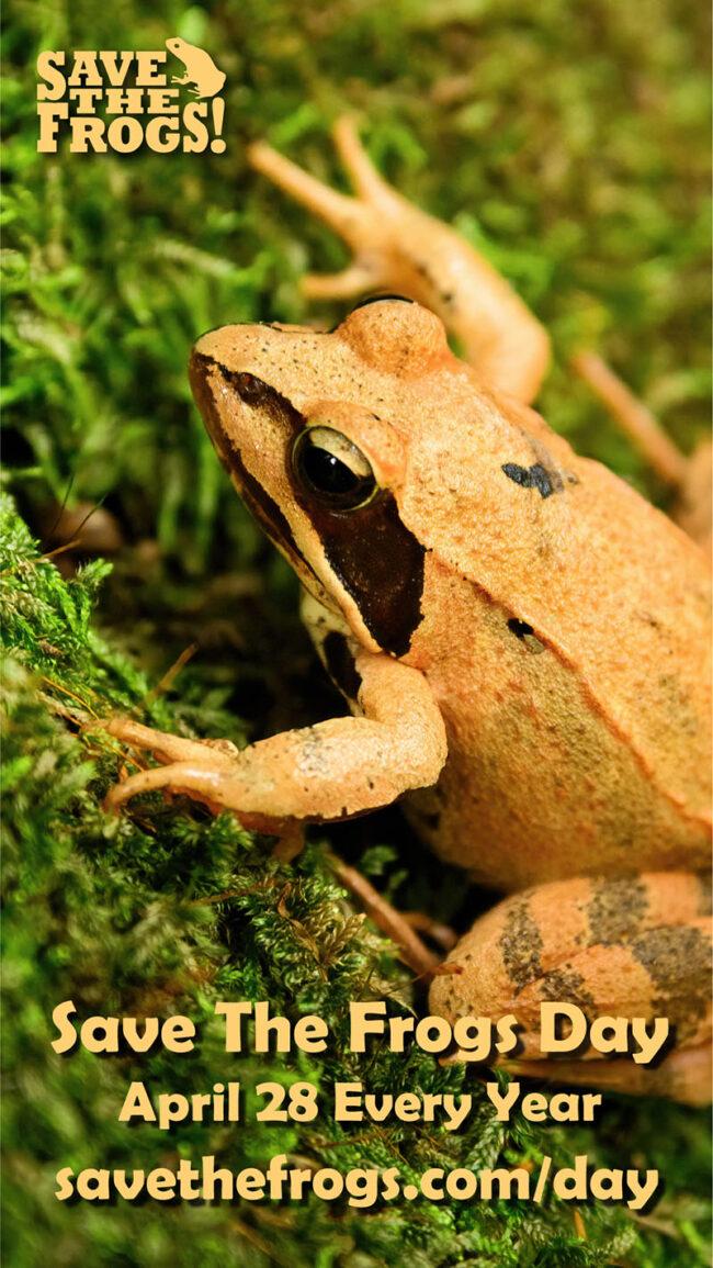 15th Annual Save The Frogs Day - Friday April 28th, 2023