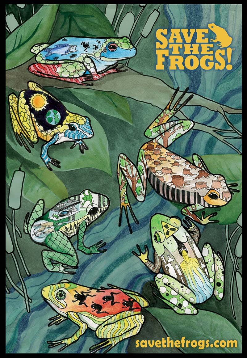Threats To Frogs - Why Frogs Are Disappearing