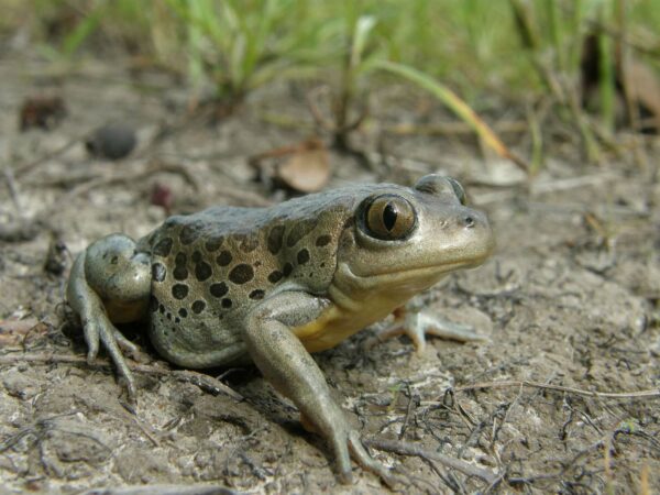 SAVE THE FROGS! Zambia Ecotour - Frogwatching In Africa