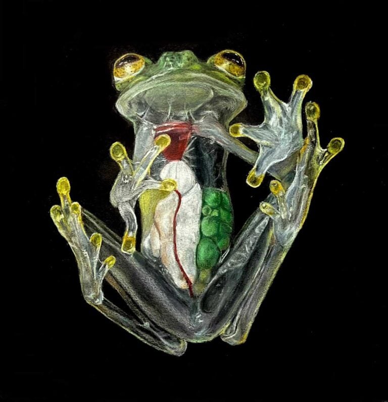 Winners Of The 2024 SAVE THE FROGS! Art Contest