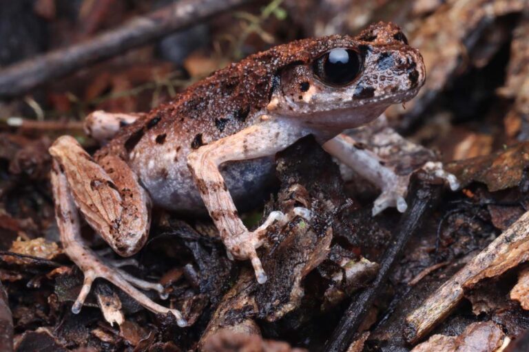 SAVE THE FROGS! Borneo Ecotour - Frogwatching In Malaysia