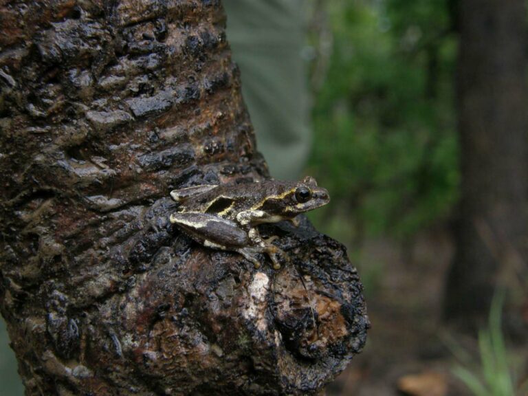 SAVE THE FROGS! Zambia Ecotour - Frogwatching In Africa