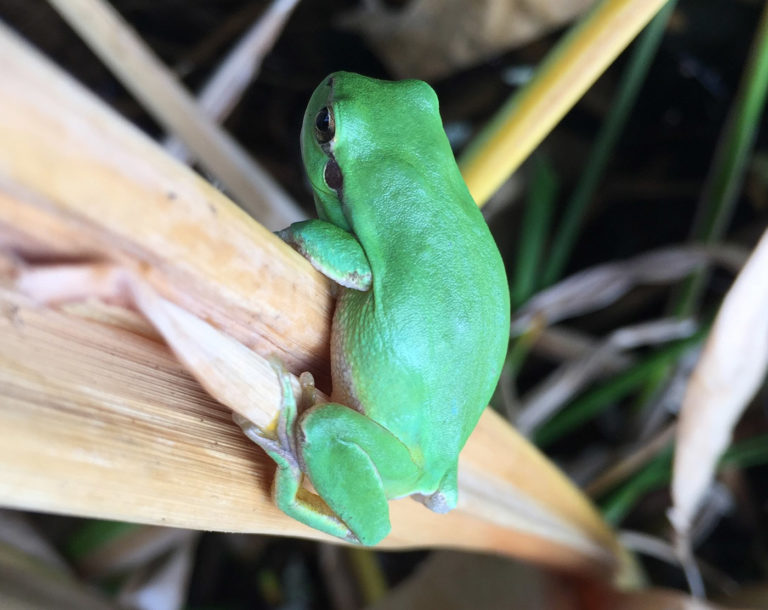 A Brief Guide To The Frogs Of The Catalan Countries, Spain