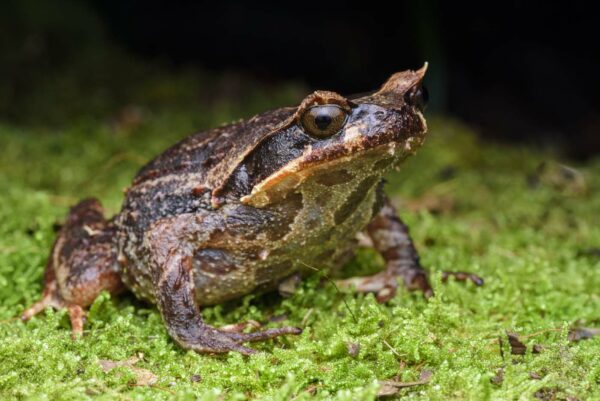 SAVE THE FROGS! Borneo Ecotour - Frogwatching In Malaysia