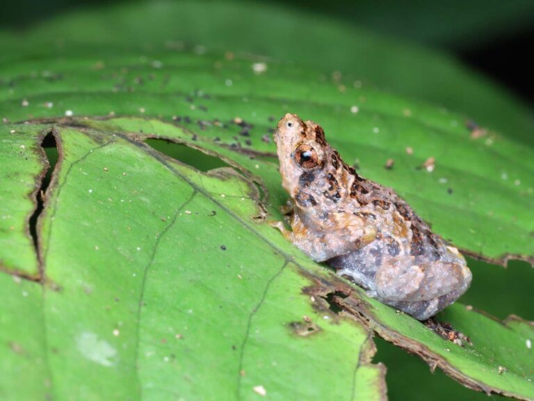 SAVE THE FROGS! Borneo Ecotour - Frogwatching In Malaysia