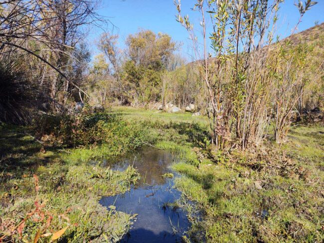 Mexico Wetland Restoration For California Red-Legged Frogs
