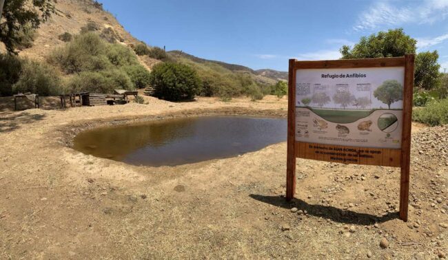 Mexico Wetland Restoration For California Red-Legged Frogs