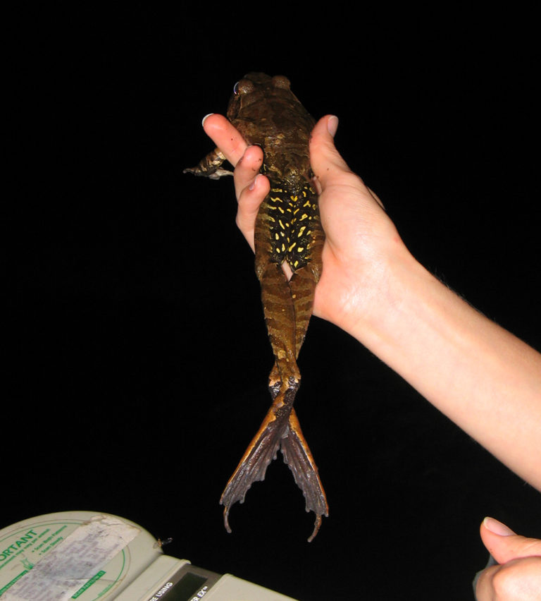 How To Catch And Hold A Frog - SAVE THE FROGS!