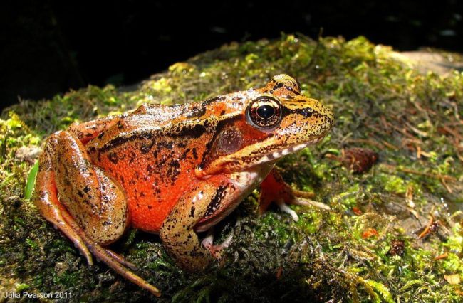 A Brief Guide To The Frogs Of The Pacific Northwest