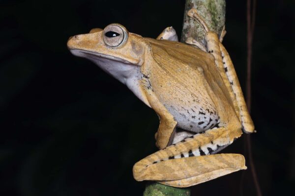 SAVE THE FROGS! Borneo Ecotour - Frogwatching In Malaysia