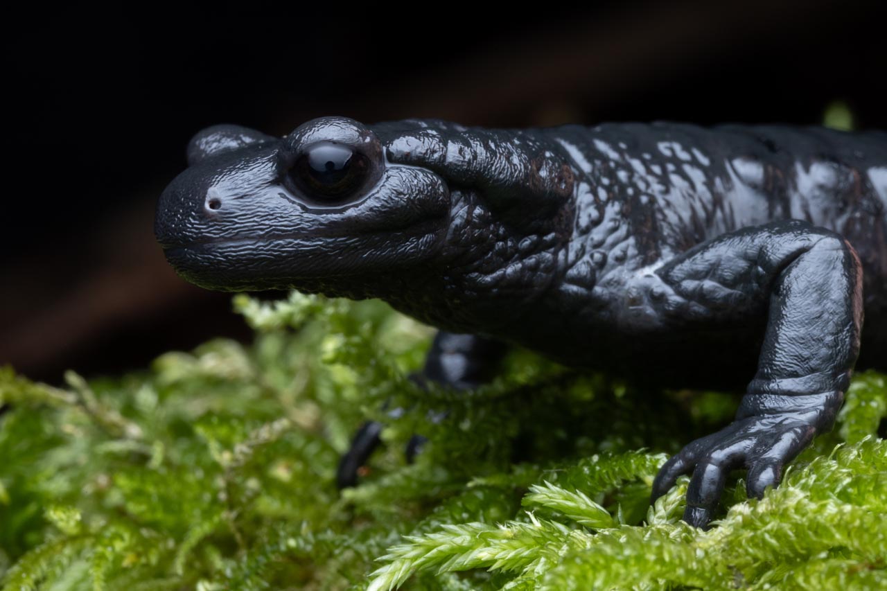Salamanders: Tailed Amphibians Worth Protecting