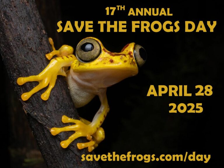 17th Annual Save The Frogs Day | Monday April 28th, 2025