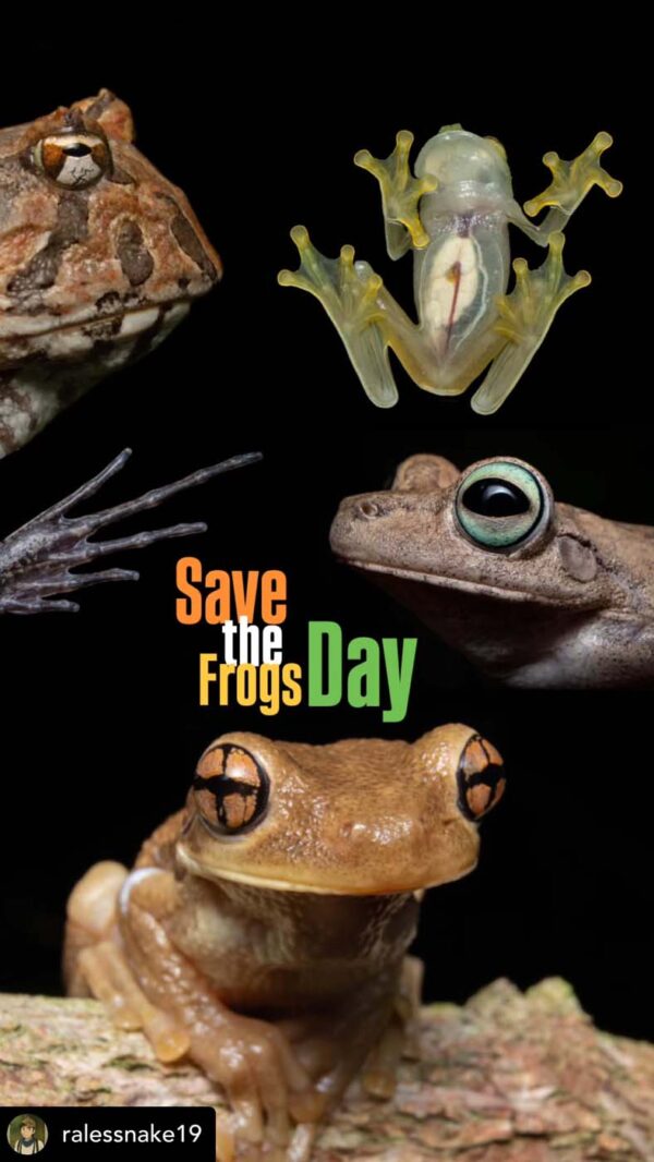 17th Annual Save The Frogs Day | Monday April 28th, 2025