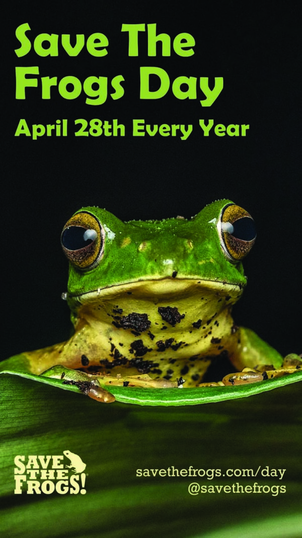 Save The Frogs Day (17th Annual) | Monday April 28th, 2025