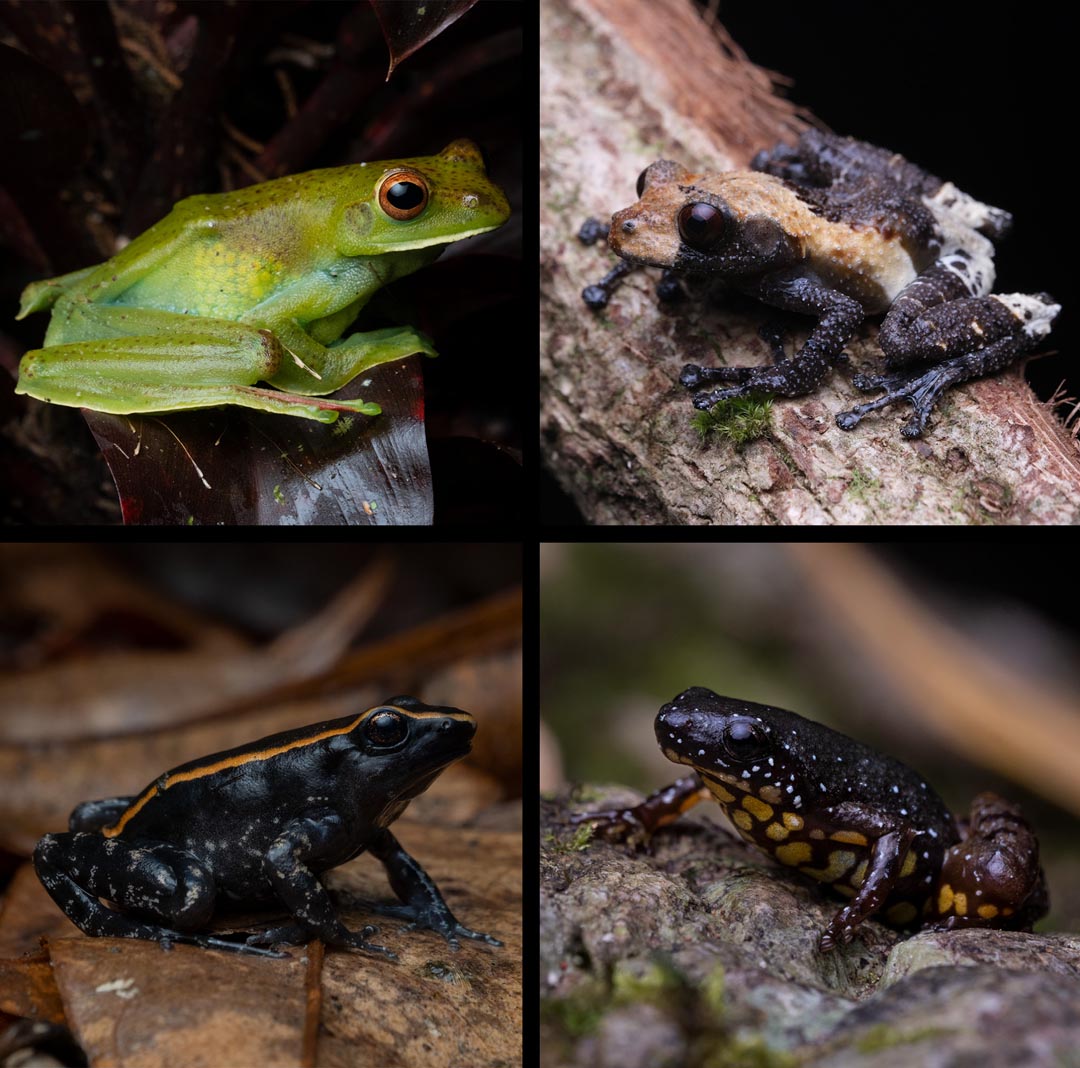 SAVE THE FROGS! Peninsular Malaysia Ecotour - Frogwatching