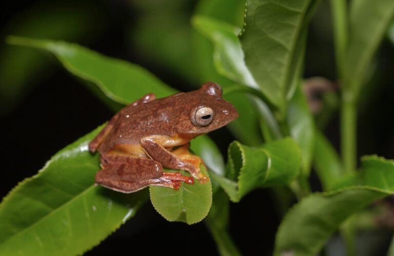 SAVE THE FROGS! Peninsular Malaysia Ecotour - Frogwatching
