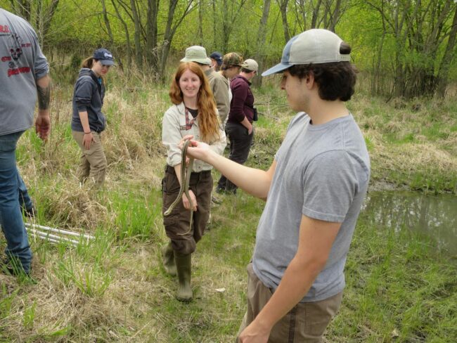 Help Build Wetlands For Illinois Chorus Frogs