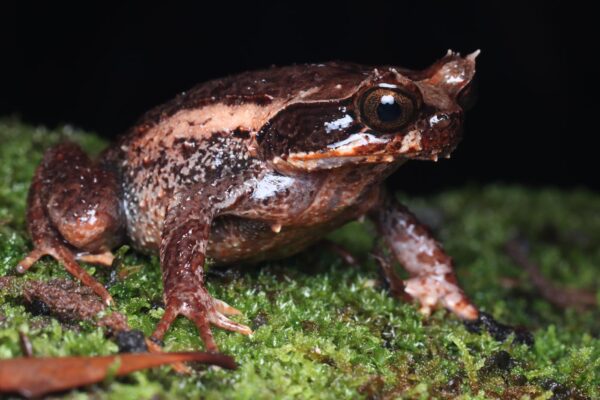 SAVE THE FROGS! Borneo Ecotour - Frogwatching In Malaysia