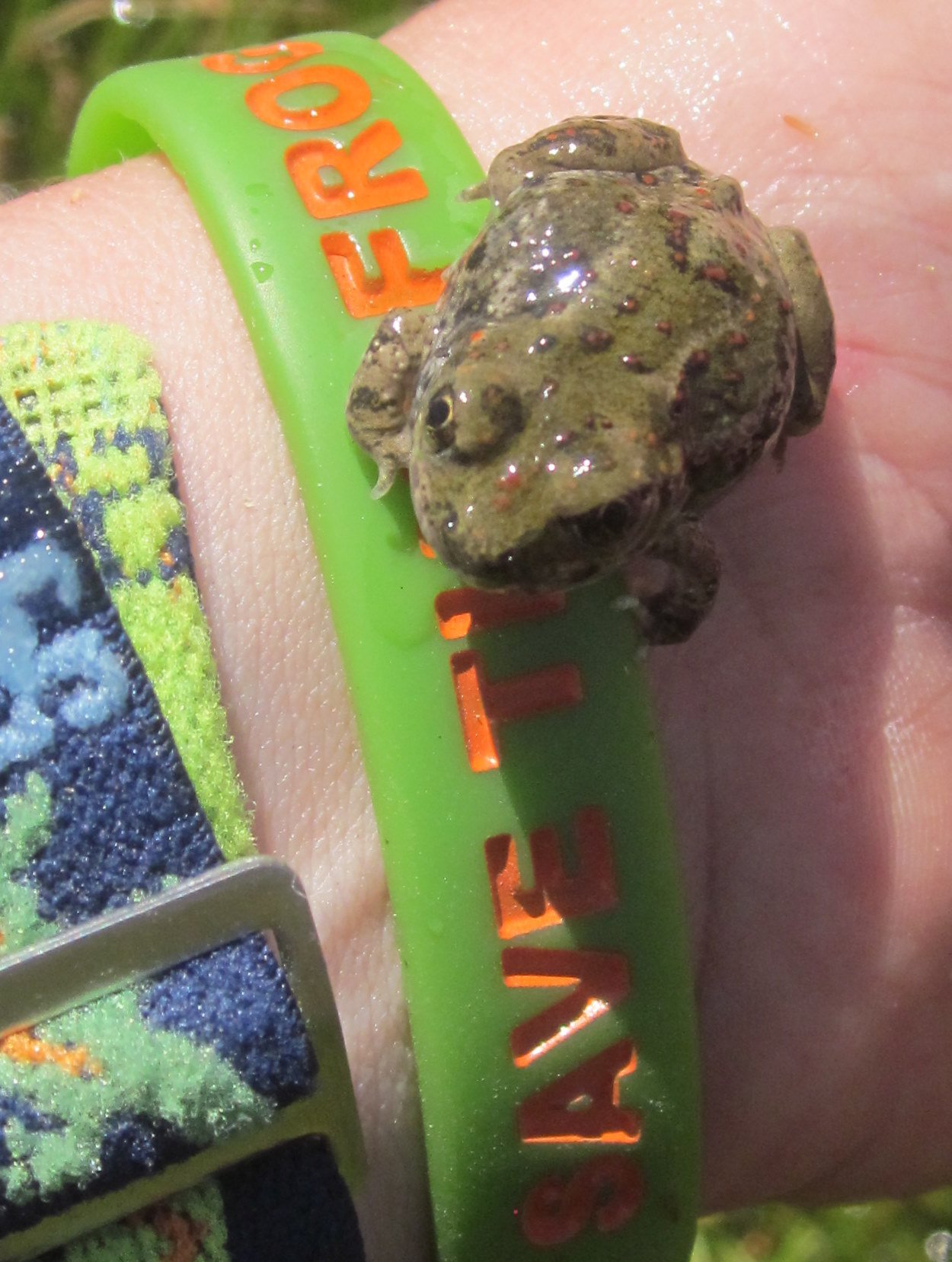 SAVE THE FROGS! Wristbands & Bracelets