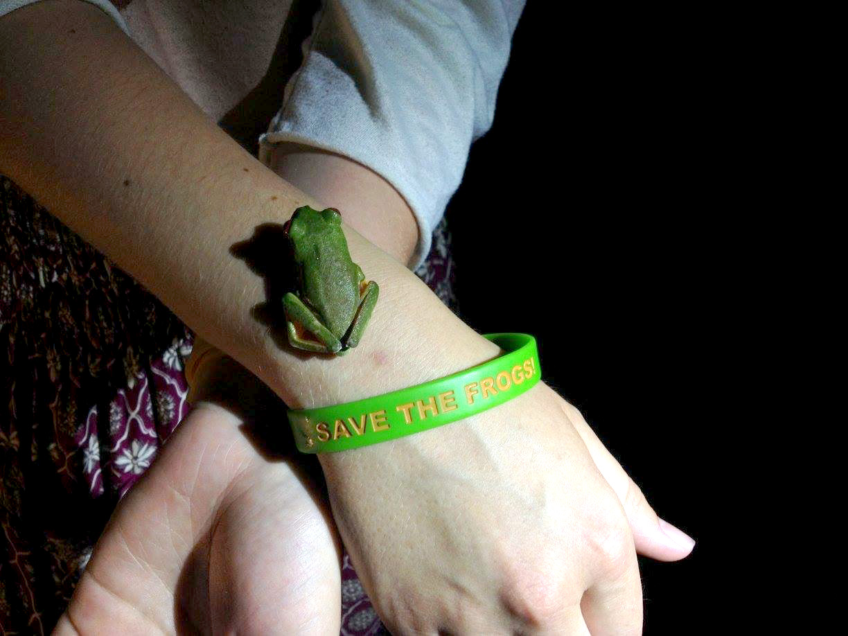SAVE THE FROGS! Wristbands & Bracelets