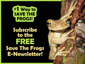 SAVE THE FROGS! - Amphibian Conservation Organization